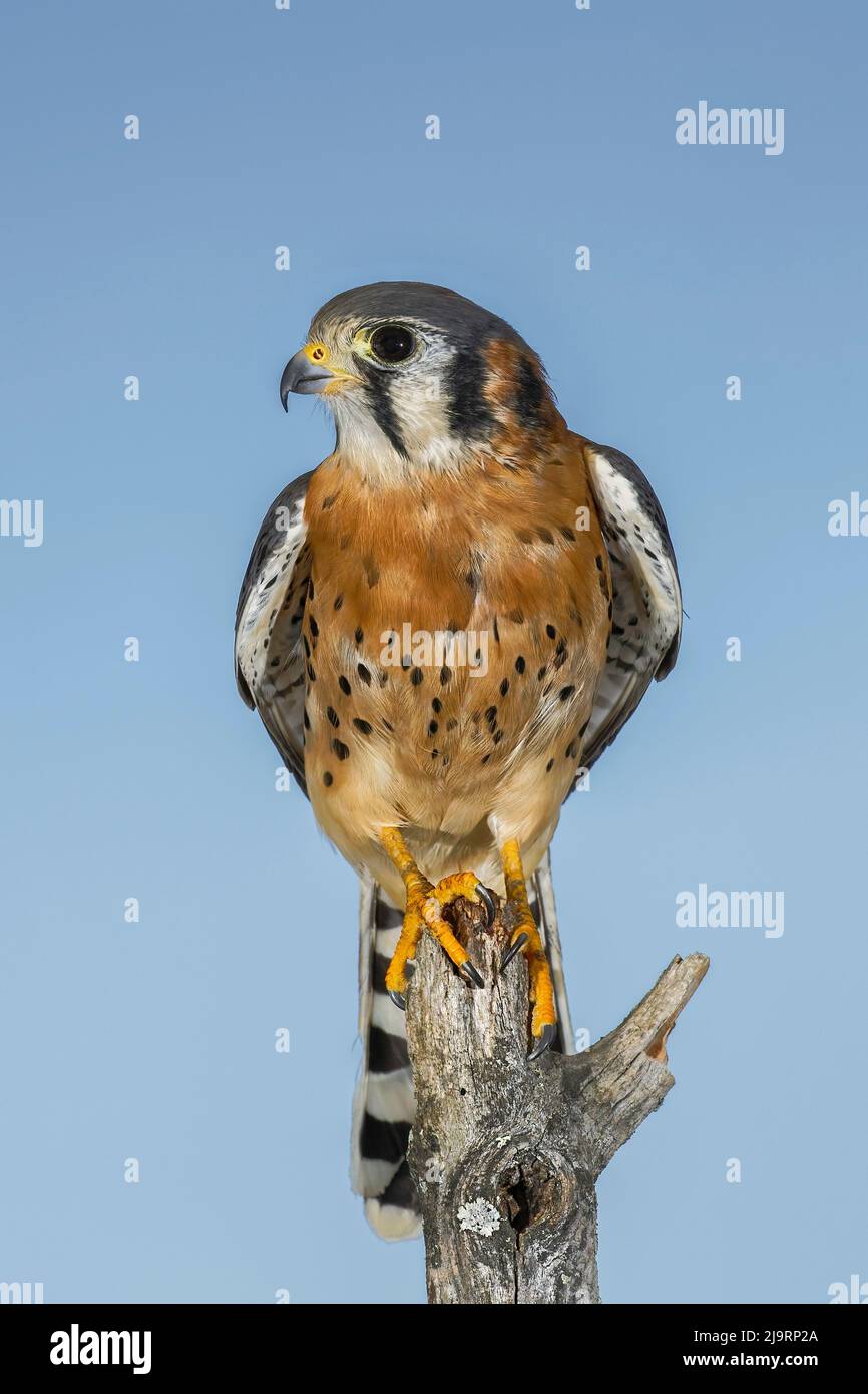 Red hawk kestrel hi-res stock photography and images - Alamy