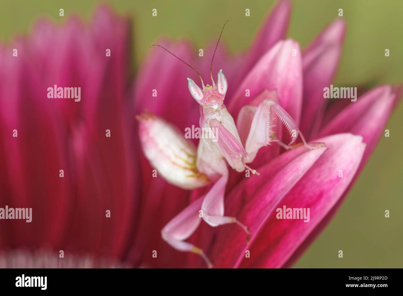 Orchid mantis close-up, native to Southeast Asia Stock Photo - Alamy