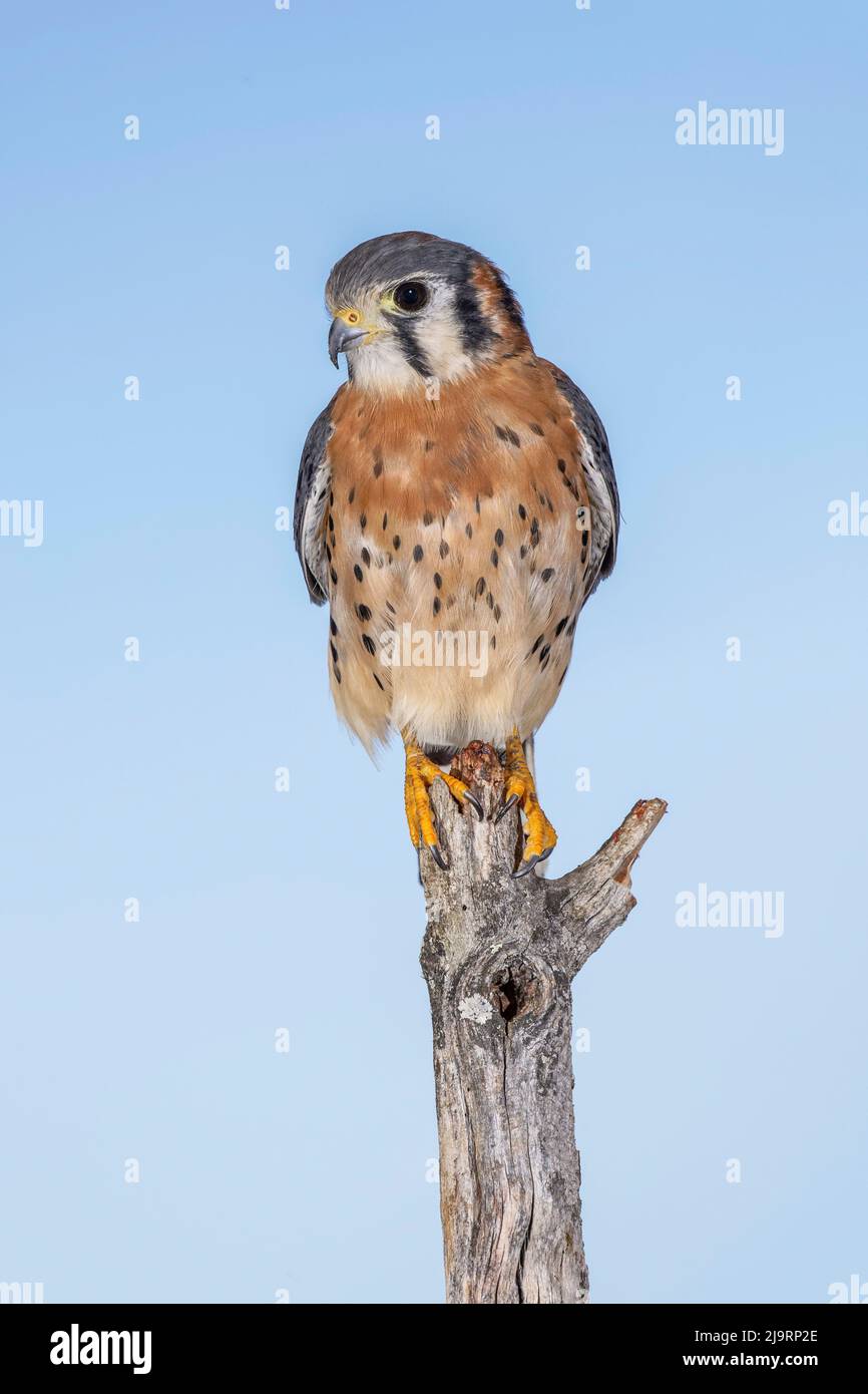 Red hawk kestrel hi-res stock photography and images - Alamy