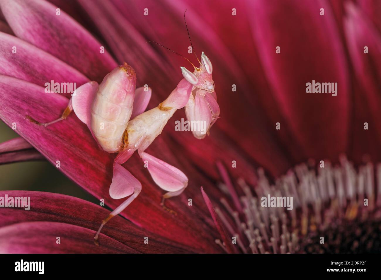 Orchid mantis close-up, native to Southeast Asia Stock Photo - Alamy