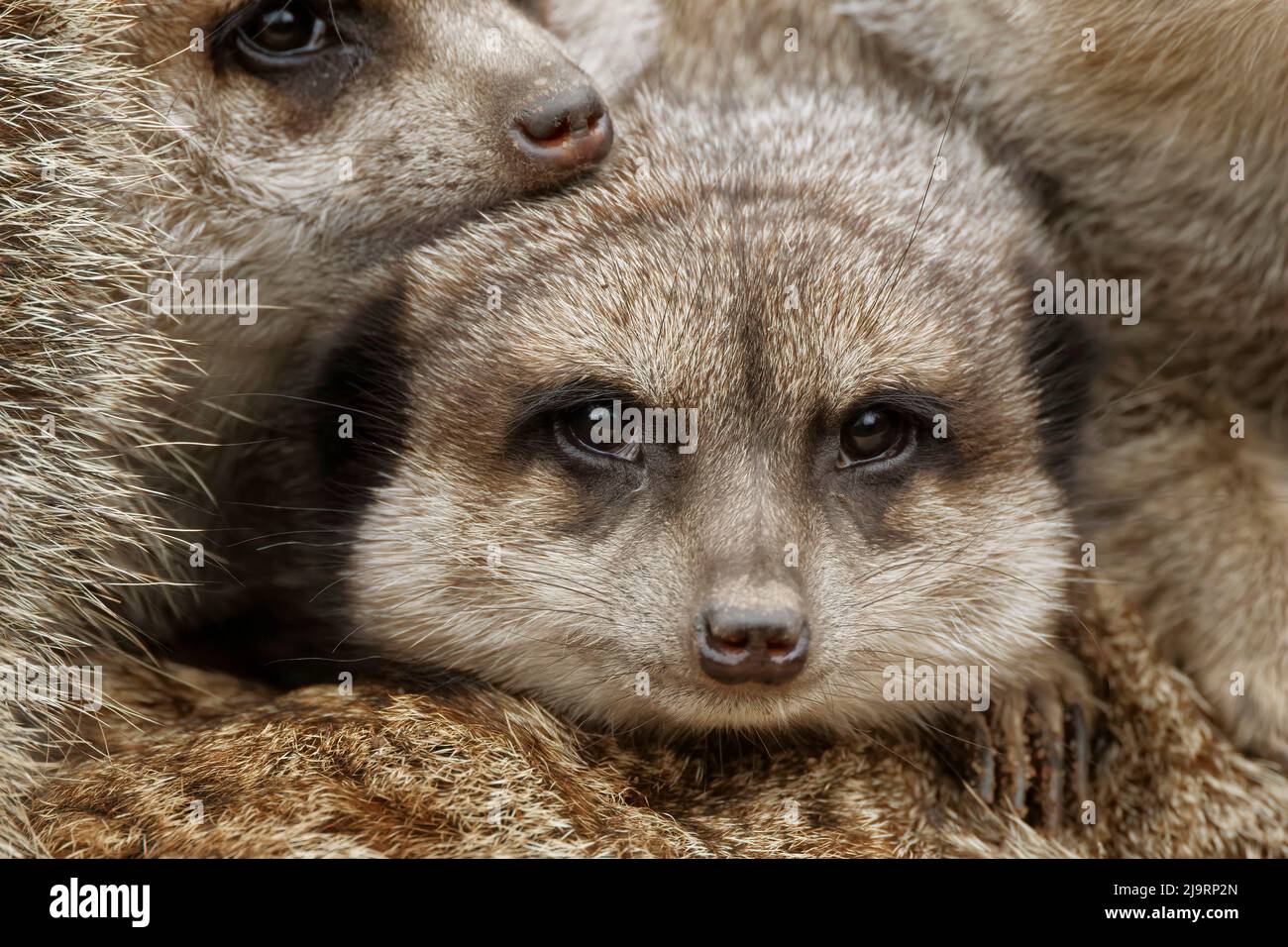 Meerkat family sleeping together Stock Photo - Alamy