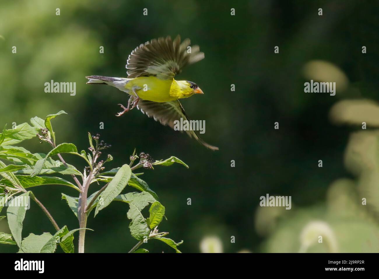Male American Goldfinch flying Stock Photo - Alamy