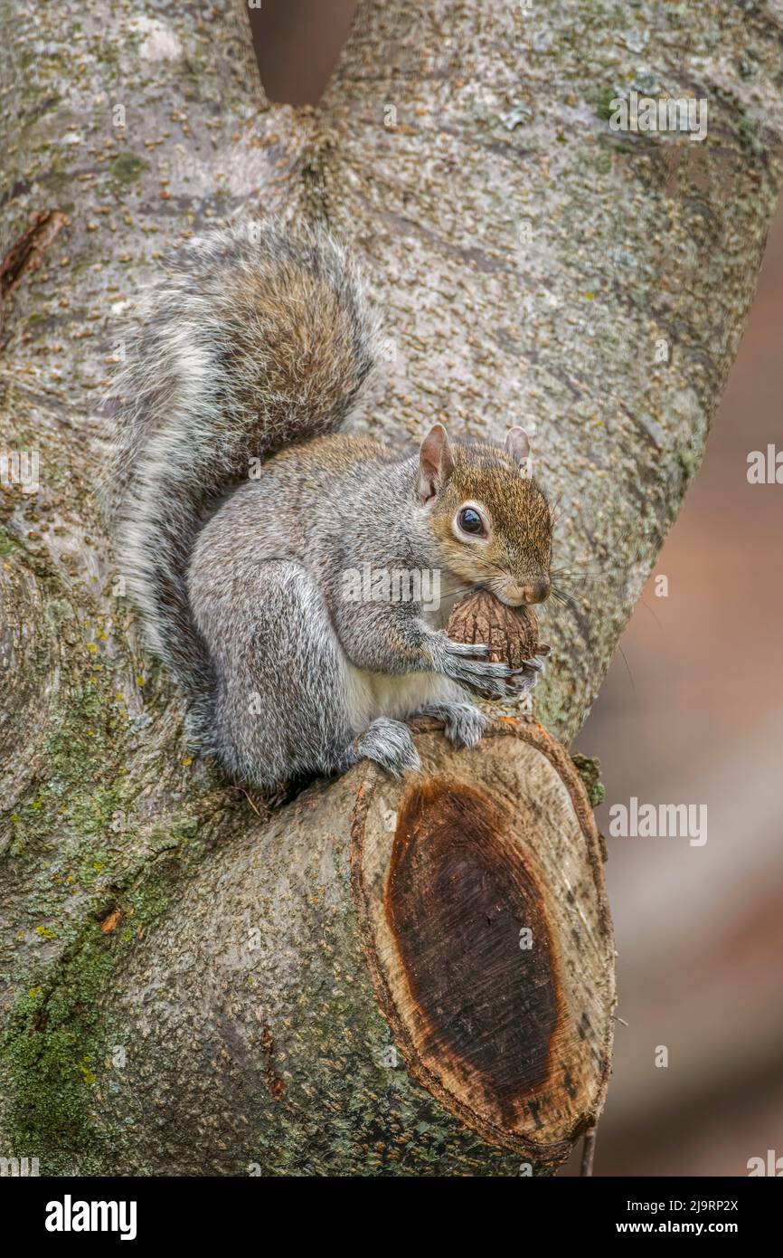 Gray Squirrel eating a walnut from favorite perch Stock Photo - Alamy