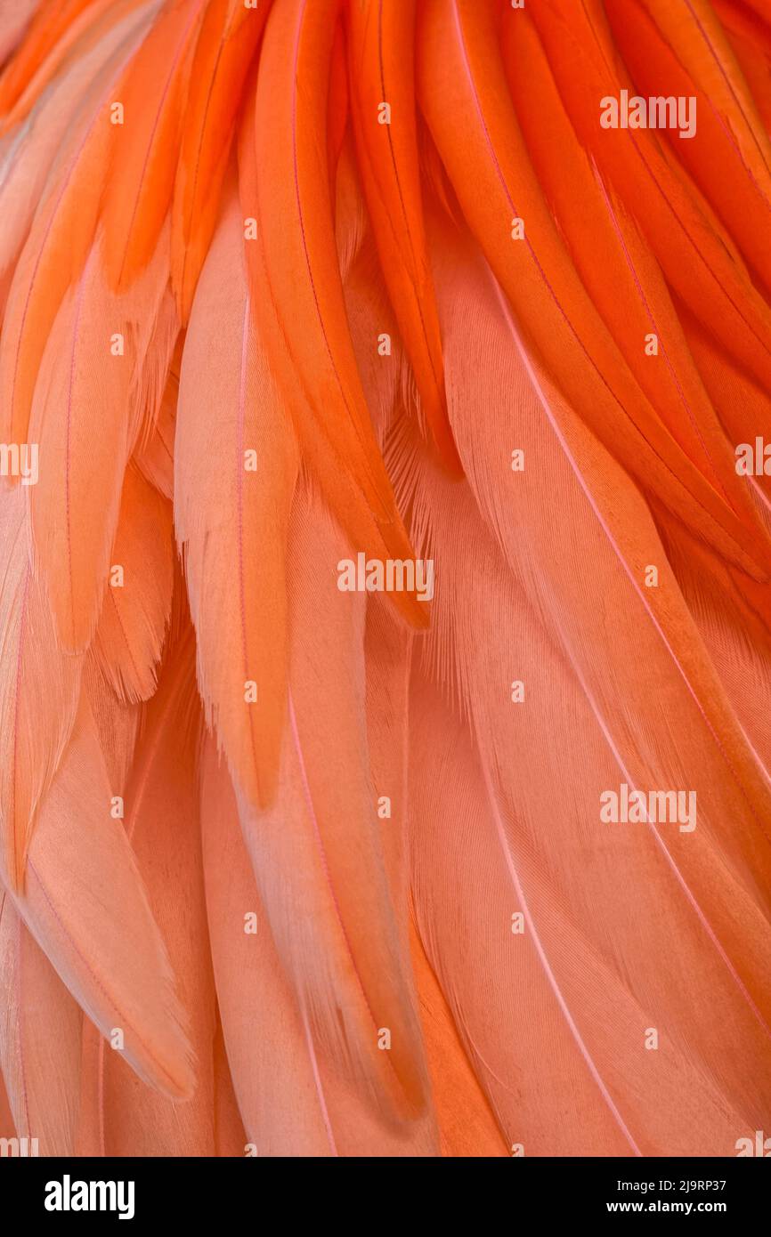 Flamingo Feather Pattern