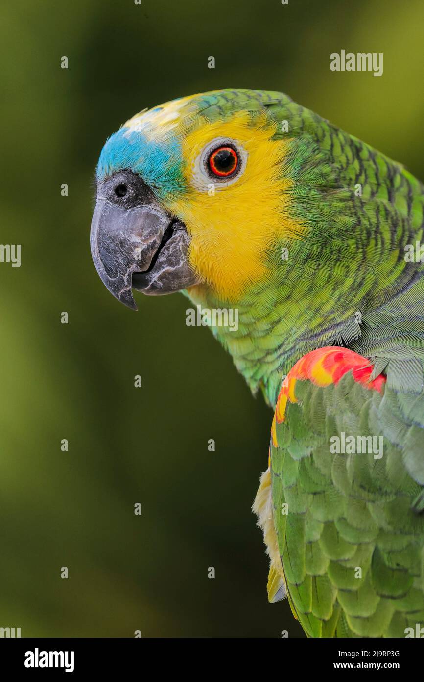 Blue fronted Amazon parrot, native to South America Stock Photo - Alamy