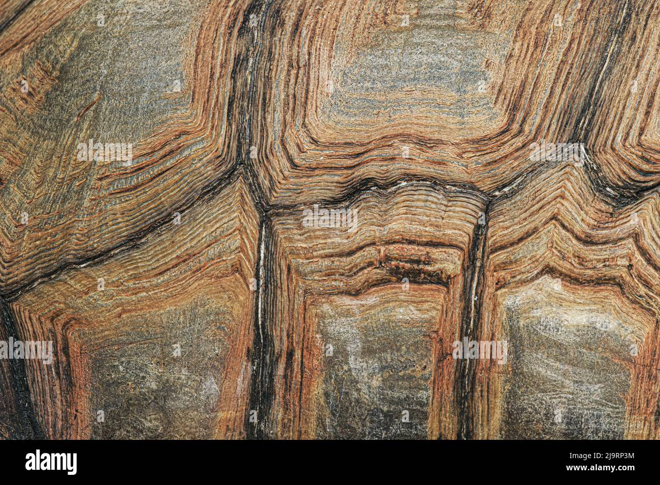 Pattern on Galapagos giant tortoise shell Stock Photo - Alamy