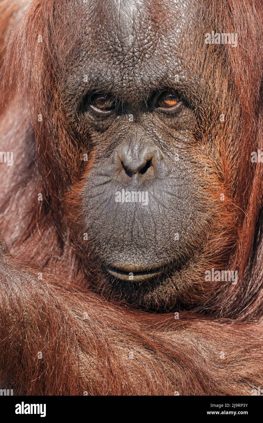 Orangutan, Pongo, native to Borneo and Sumatra Stock Photo - Alamy