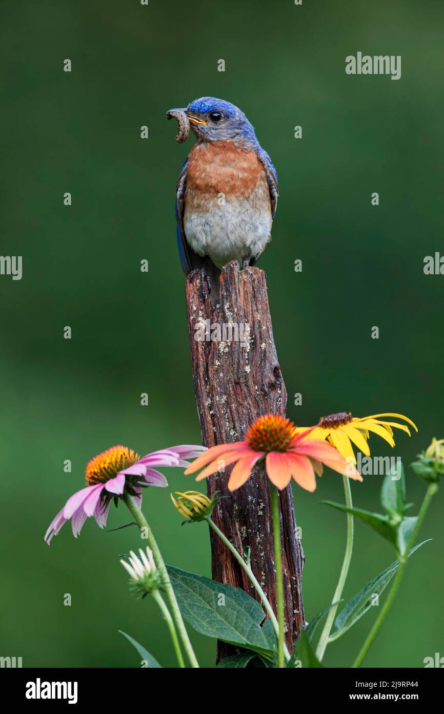 Bluebird on fencepost hi-res stock photography and images - Alamy