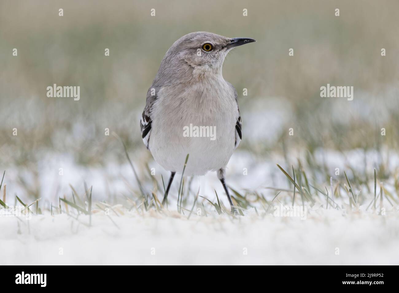 Mockingbird foraging in snow Stock Photo - Alamy