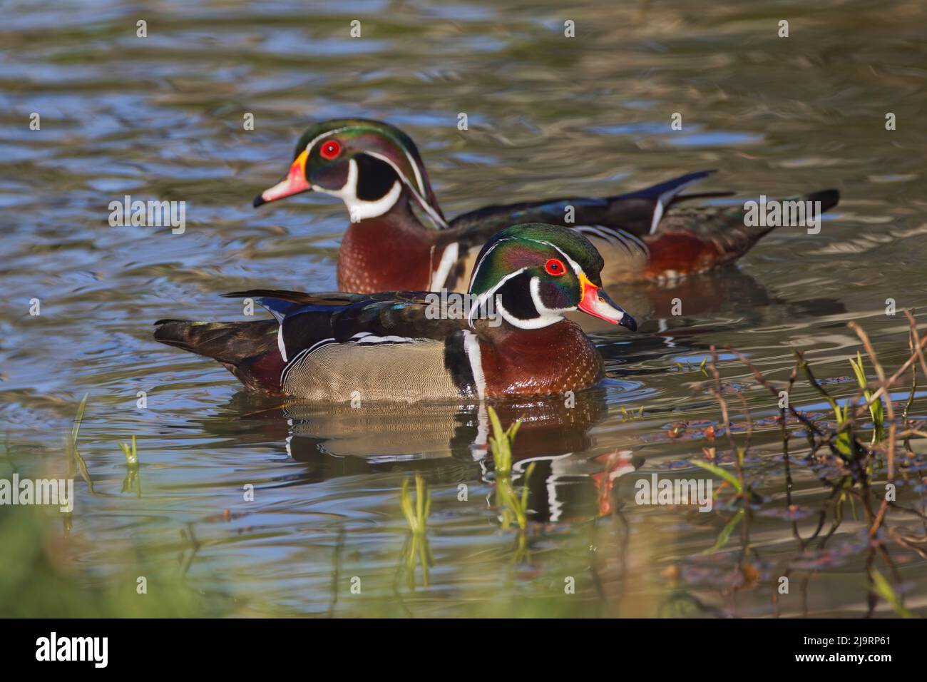 Male blue jay hi-res stock photography and images - Alamy