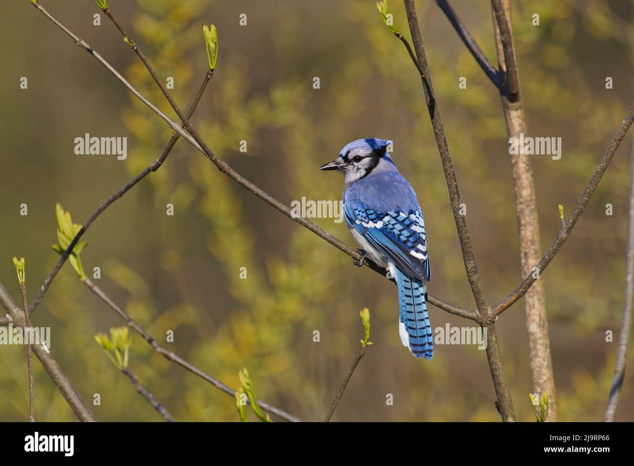 Blue jay flying hi-res stock photography and images - Alamy