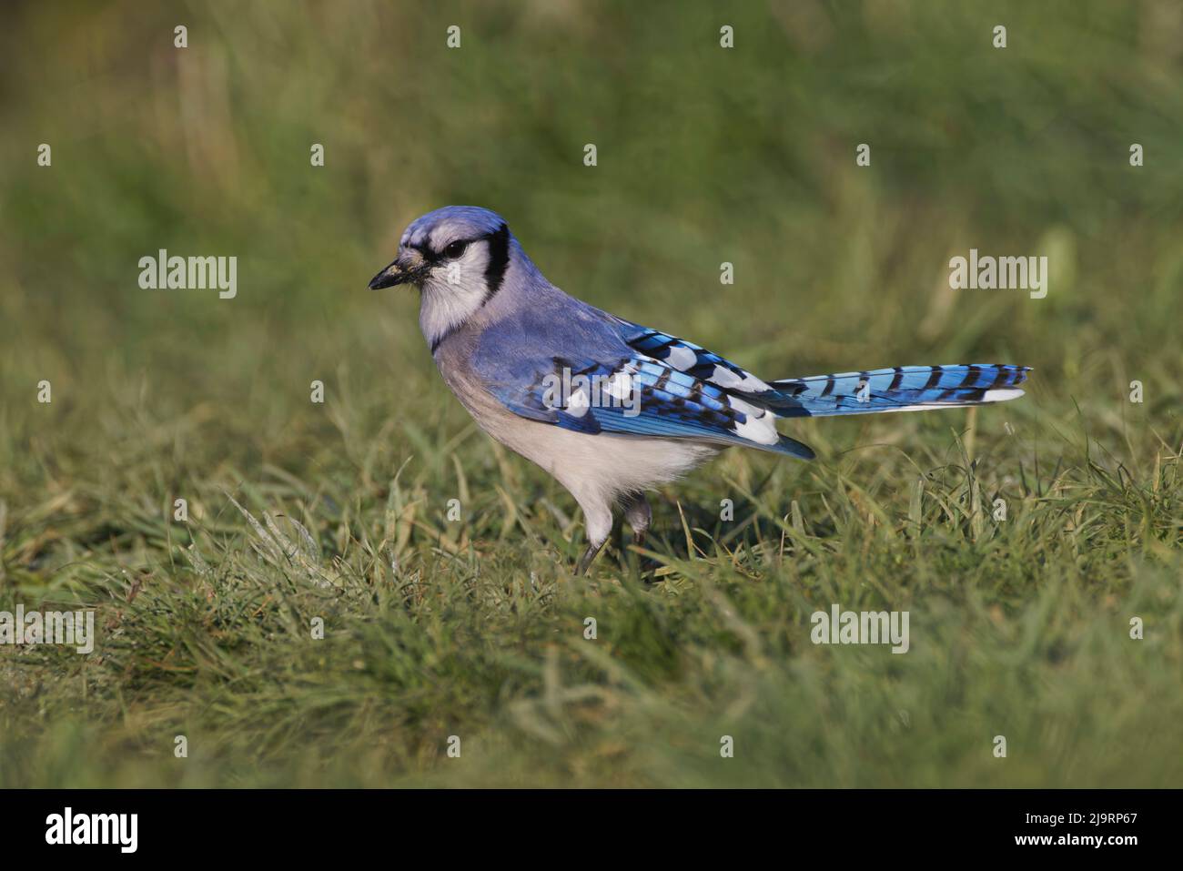 Jay jones hi-res stock photography and images - Alamy