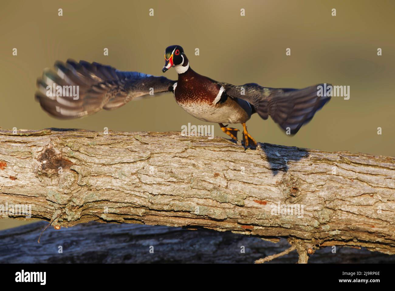 Male wood duck flying Stock Photo - Alamy
