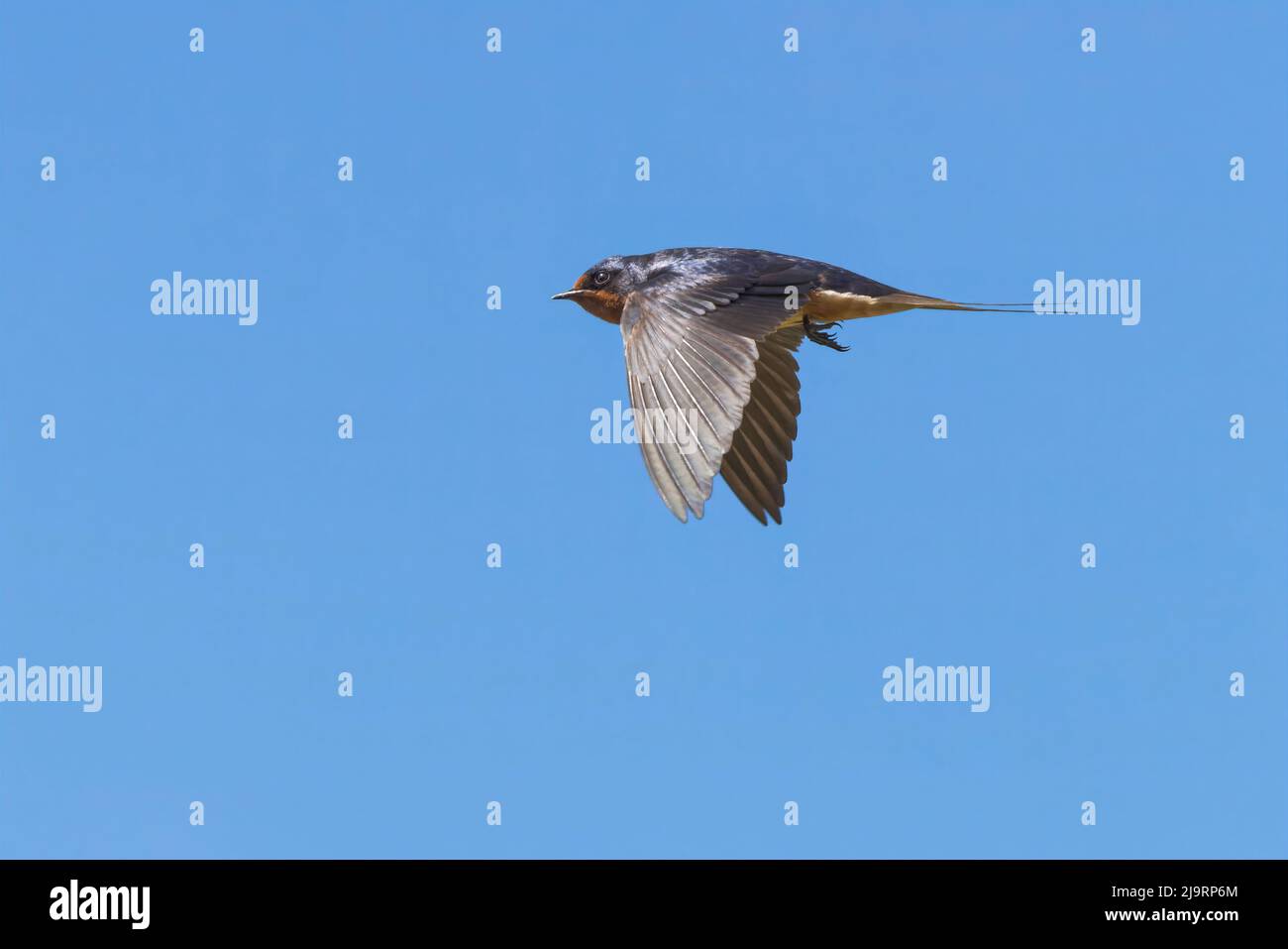 Barn swallow flying Stock Photo - Alamy