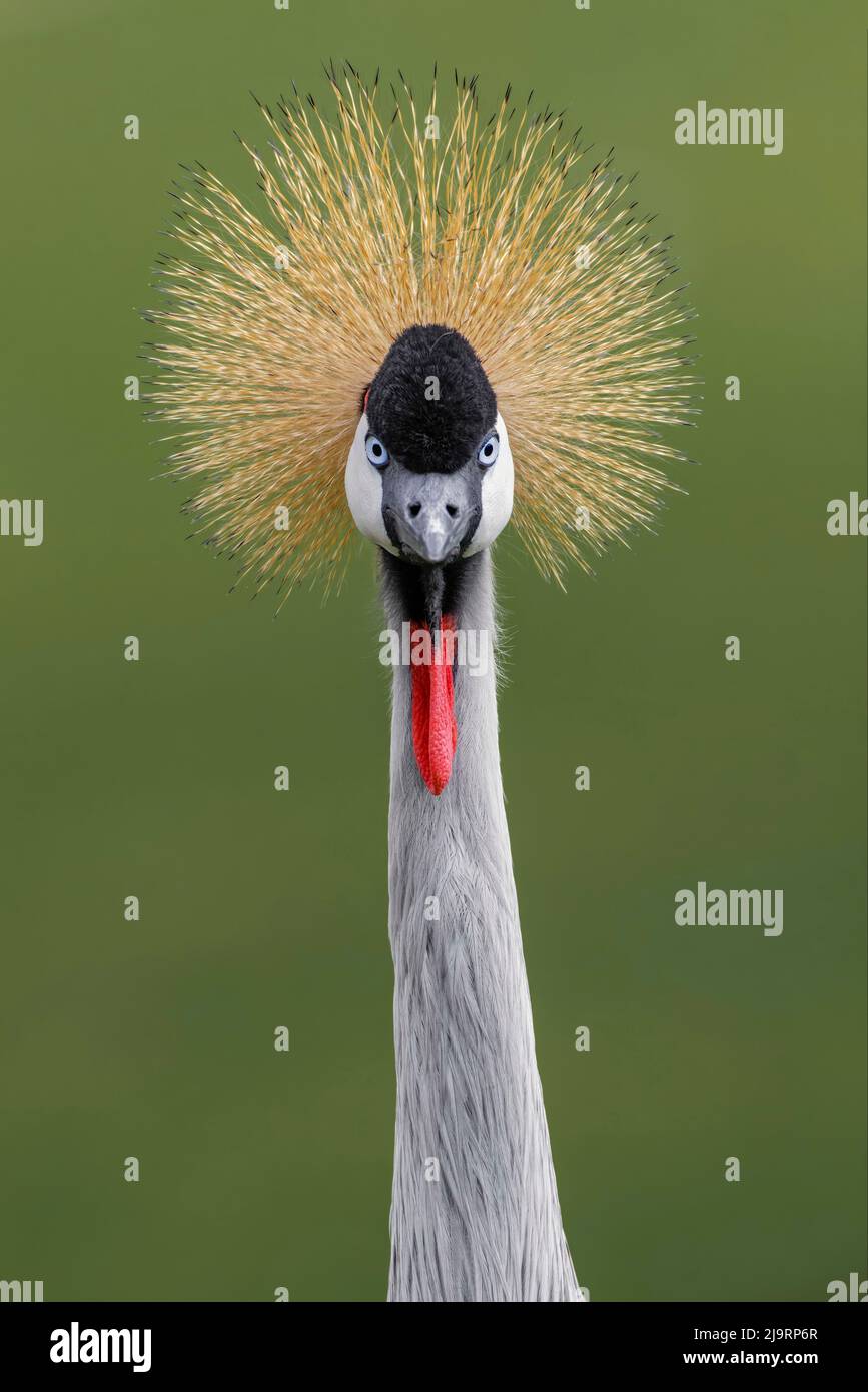 African crowned crane Stock Photo - Alamy