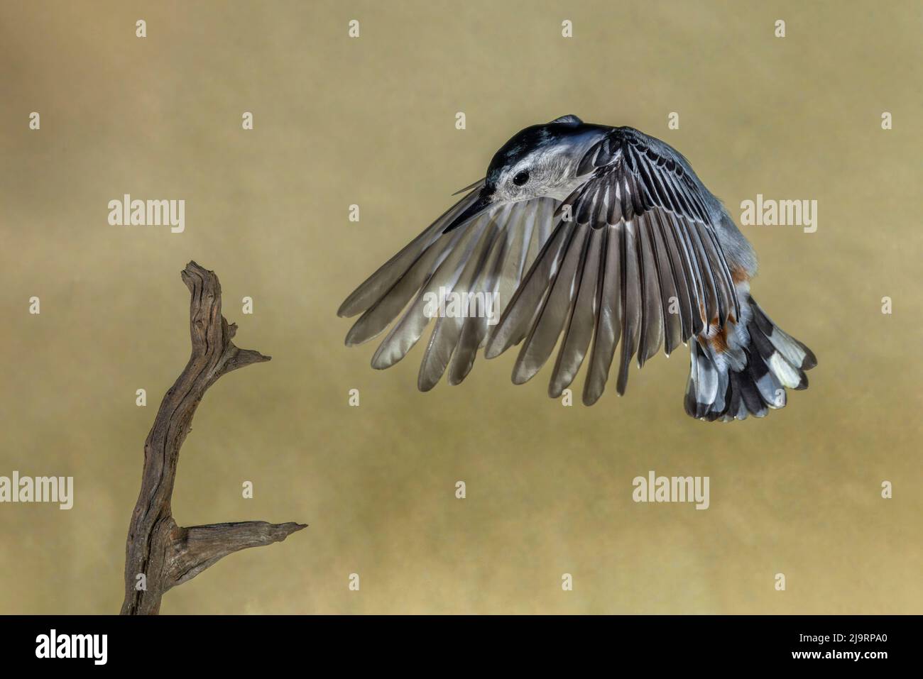 Nuthatch flying hi-res stock photography and images - Alamy