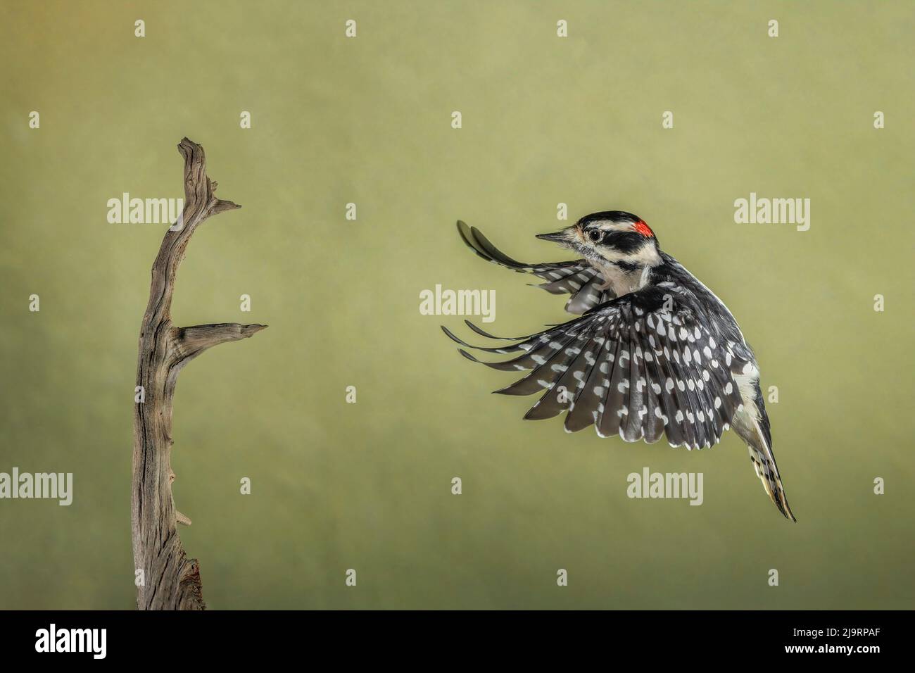 Woodpecker flying hi-res stock photography and images - Alamy
