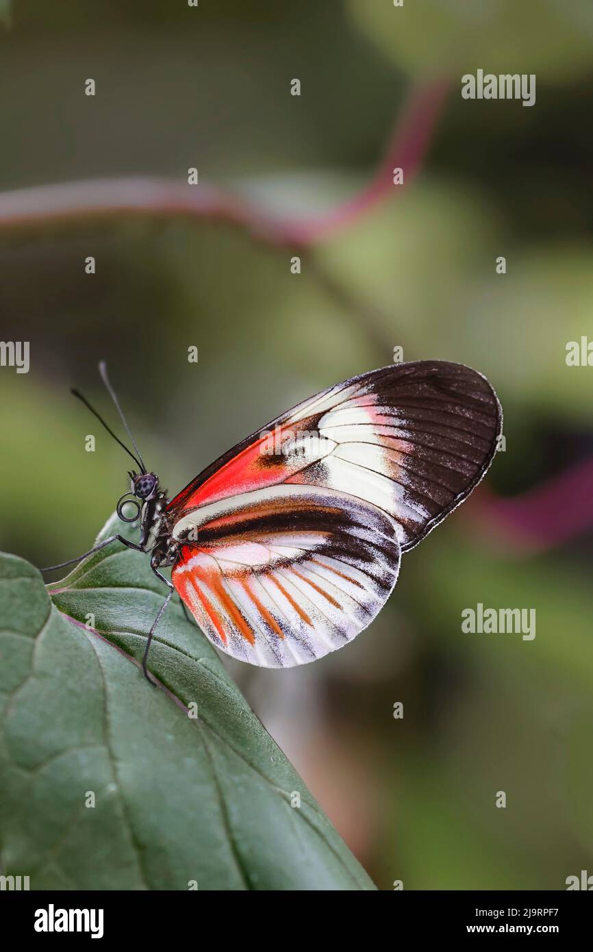 Piano key or Postman butterflies Stock Photo - Alamy