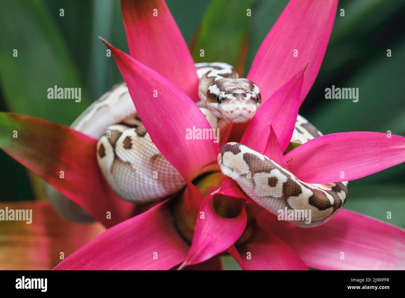 Pink python hi-res stock photography and images - Alamy