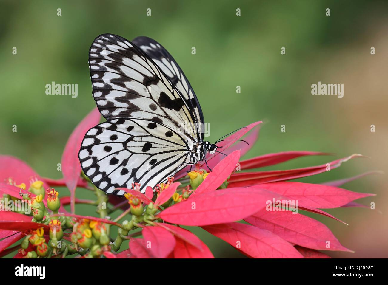 Paper kite or Large tree nymph butterfly Stock Photo - Alamy