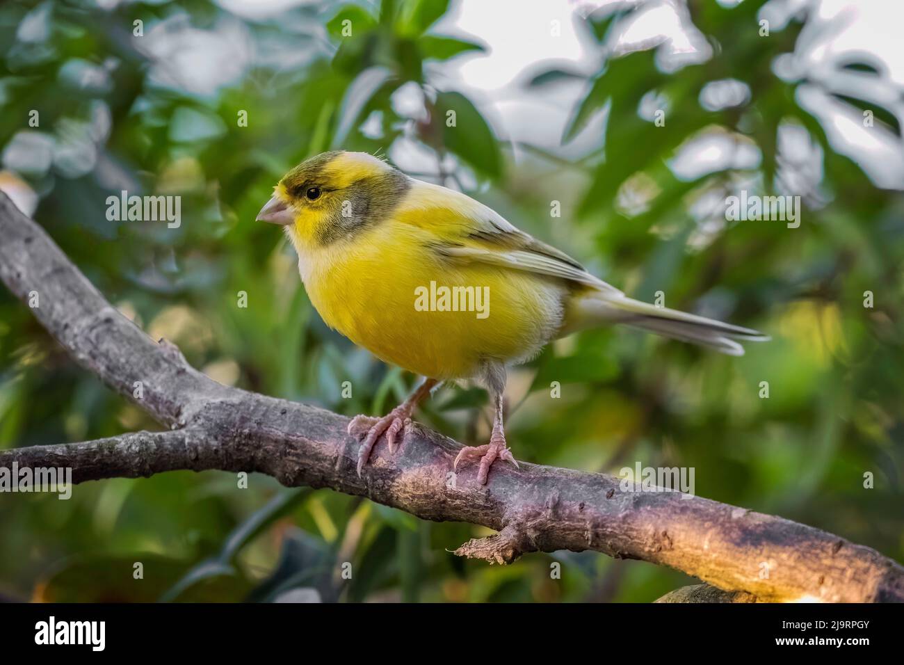 Canary, native to Canary Island Stock Photo - Alamy