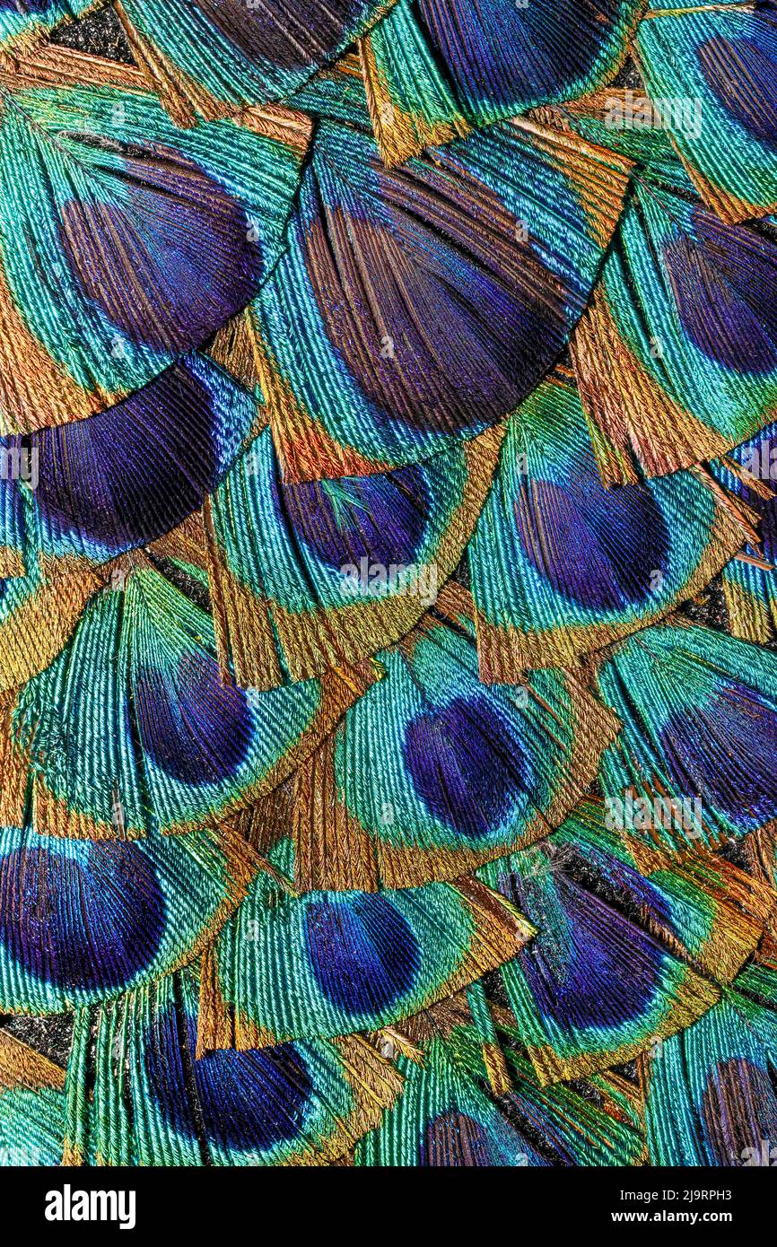 Pattern in peacock feathers Stock Photo - Alamy