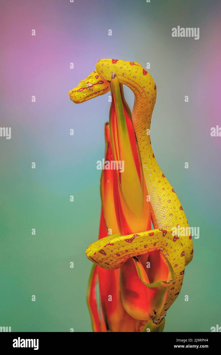 Juvenile Green tree python Stock Photo - Alamy