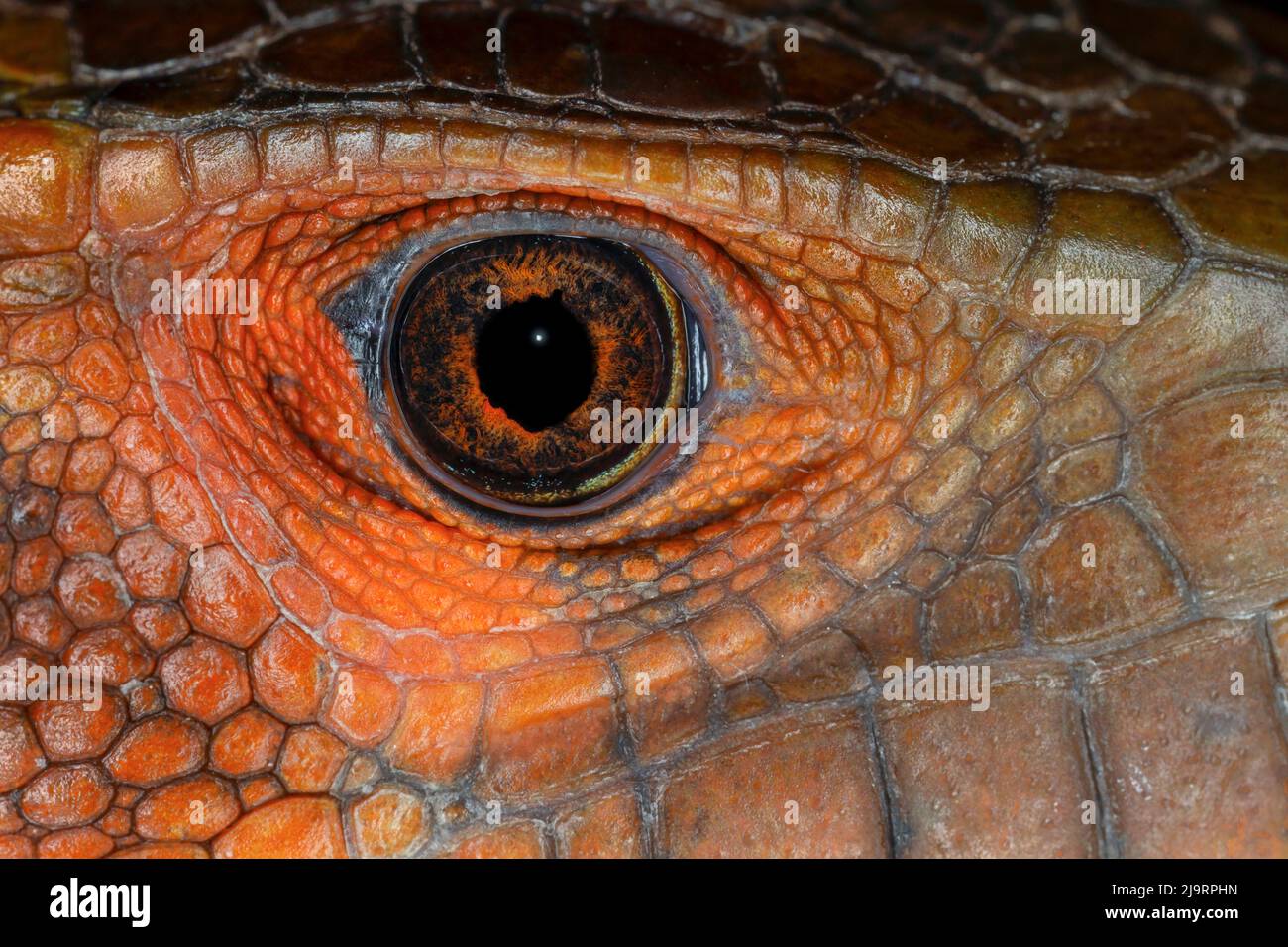 Caiman lizard close-up of eyeball Stock Photo - Alamy