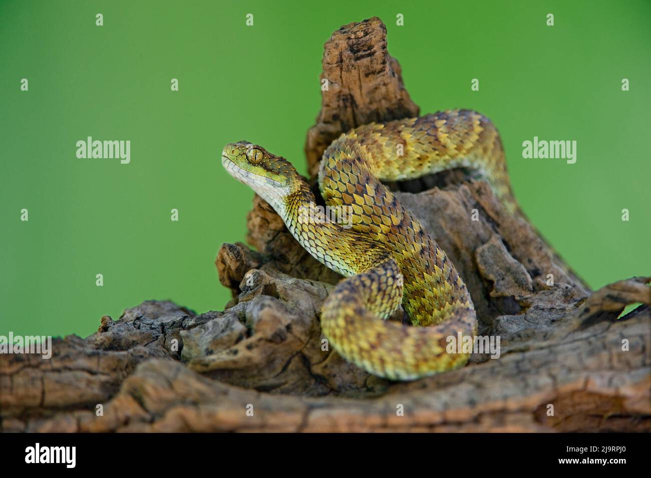 USA. Captive Broadley's bush viper coiled on tree limb Stock Photo - Alamy