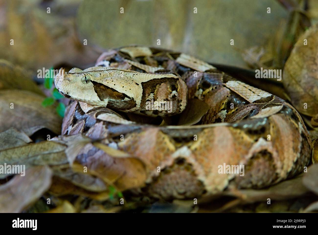USA. Captive Gaboon viper in leaf litter Stock Photo - Alamy