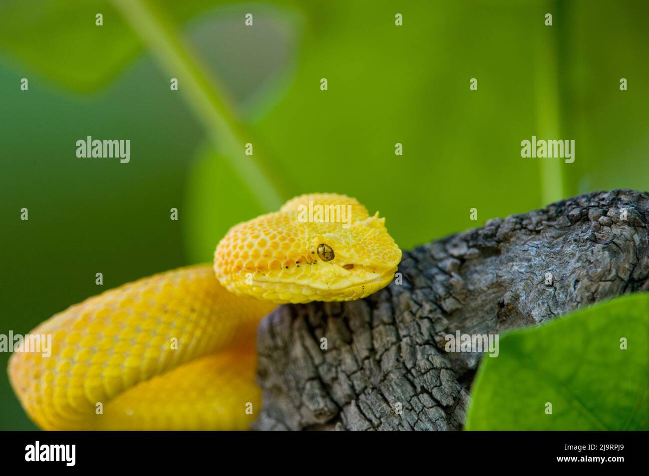 Golden viper hi-res stock photography and images - Alamy