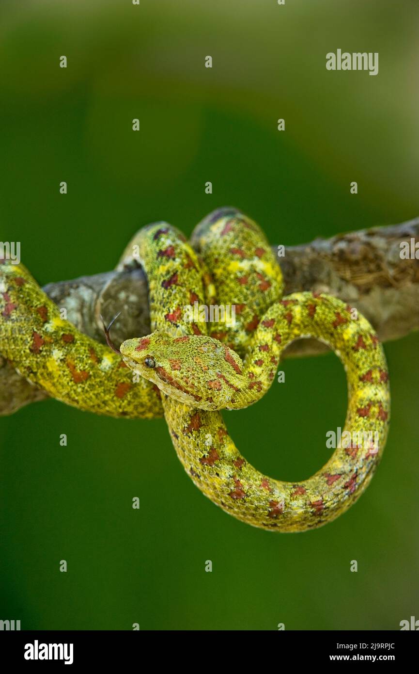 USA. Captive yellowish green-and-red spotted eyelash viper coiled on ...