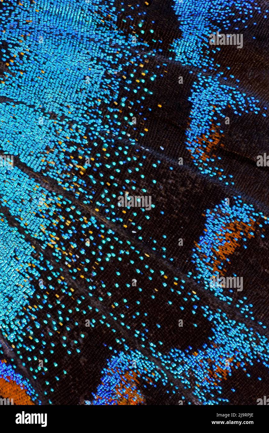 Red-spotted purple butterfly, Limenitis arthemis Stock Photo - Alamy