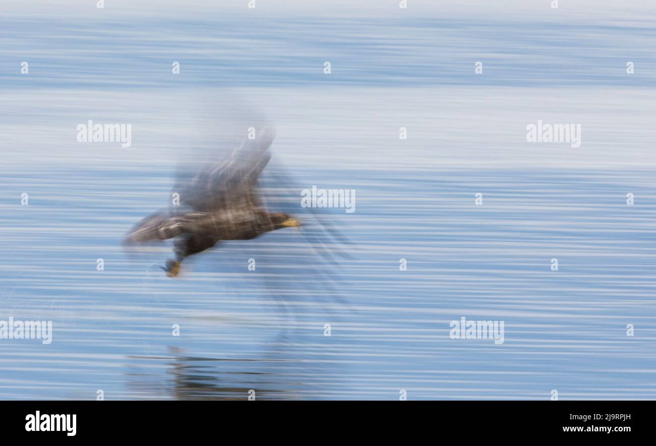 Bald eagle flying Stock Photo - Alamy