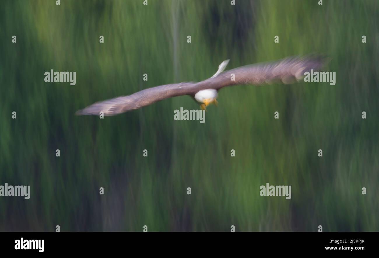 Bald eagle in motion Stock Photo - Alamy