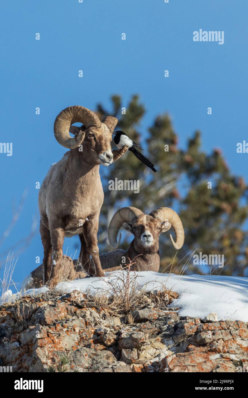 Mountain magpie hi-res stock photography and images - Alamy