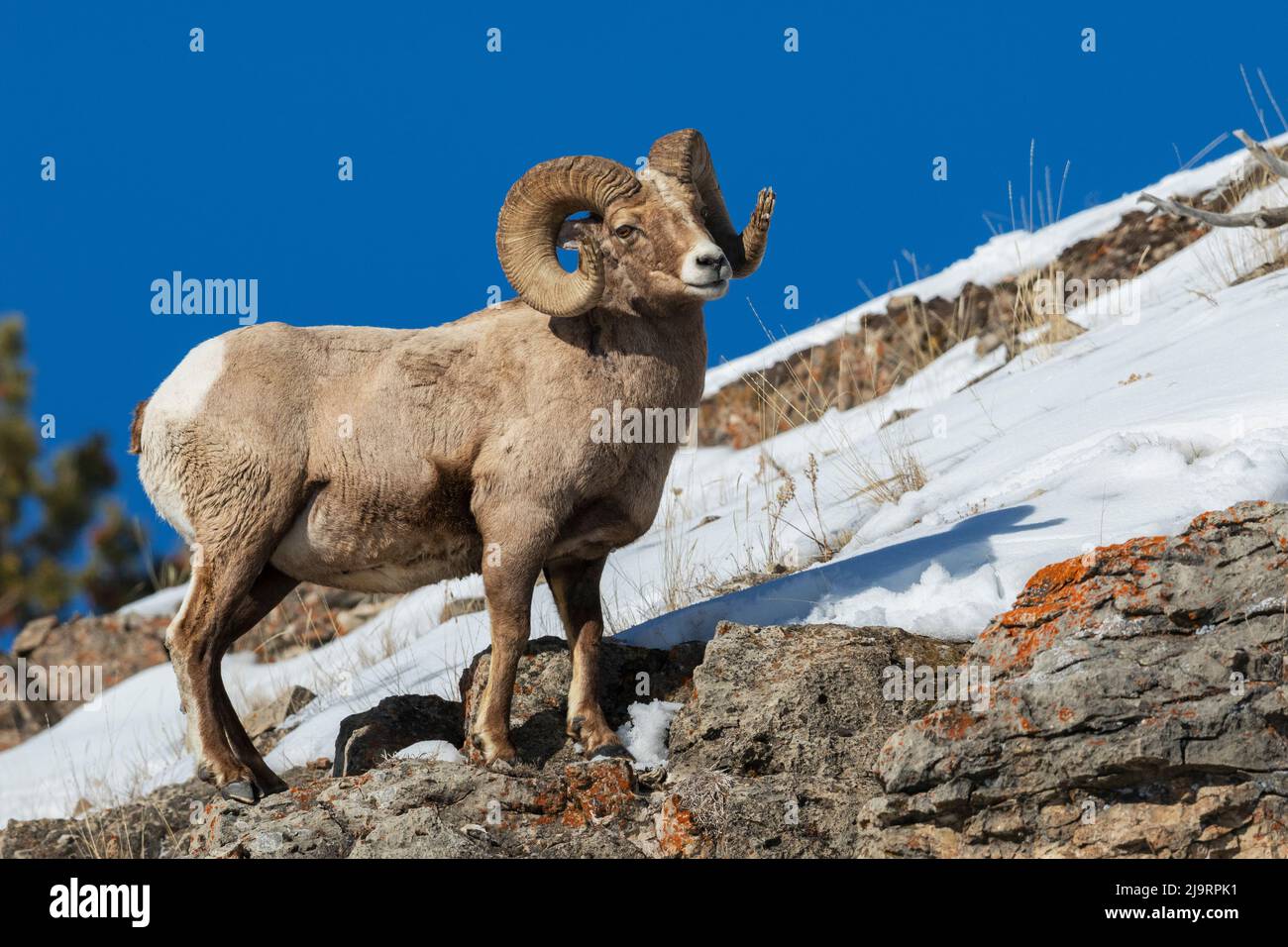 Bighorn sheep ram Stock Photo - Alamy