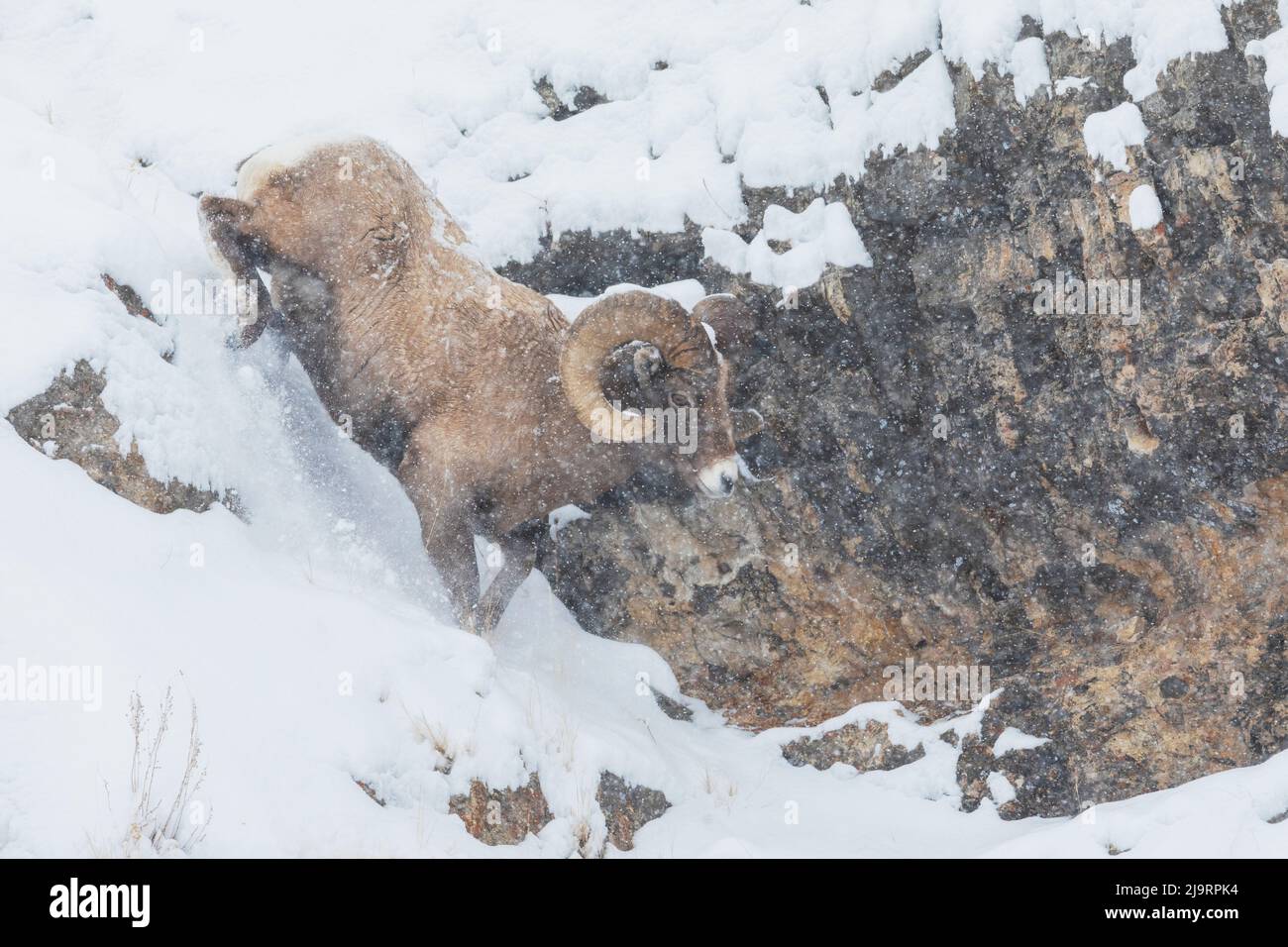 Bighorn ram running hi-res stock photography and images - Alamy