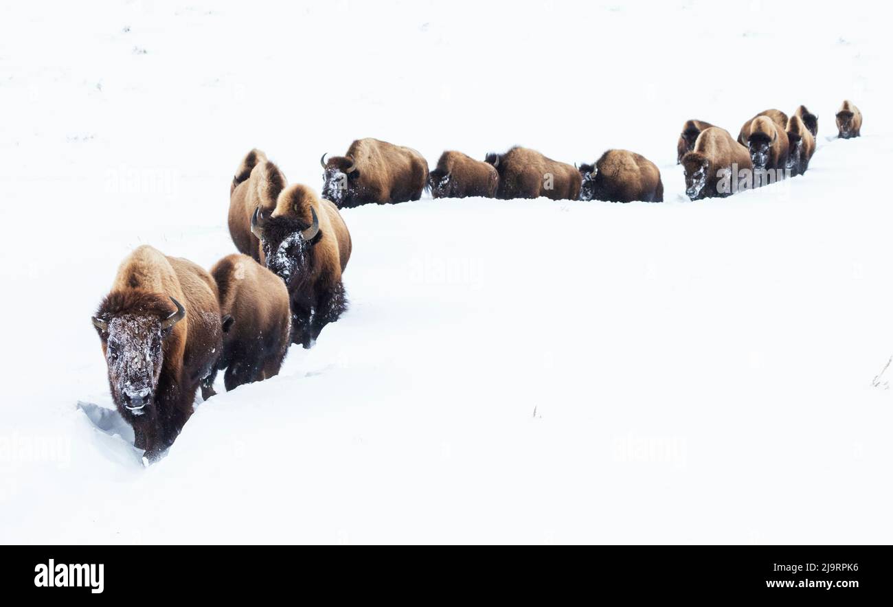 Bison, winter migration Stock Photo - Alamy