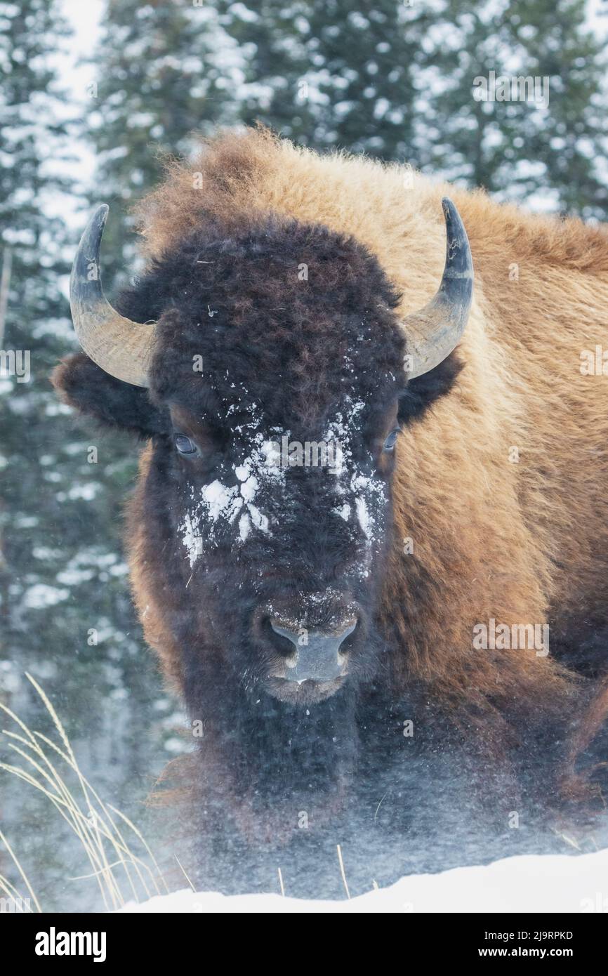 Bison bull winter wind hi-res stock photography and images - Alamy