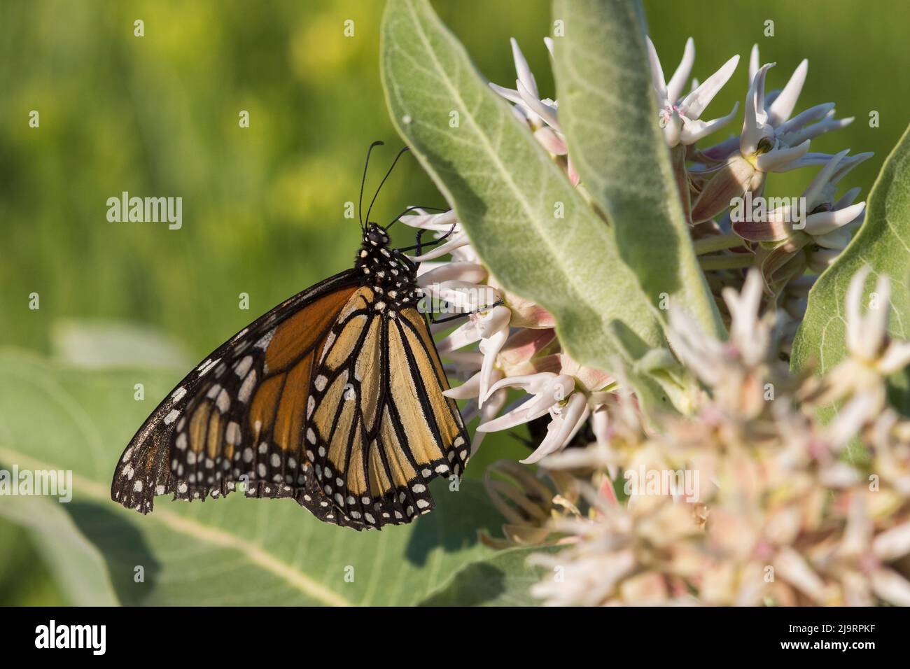 Monarch butterfly on milkweed Stock Photo - Alamy