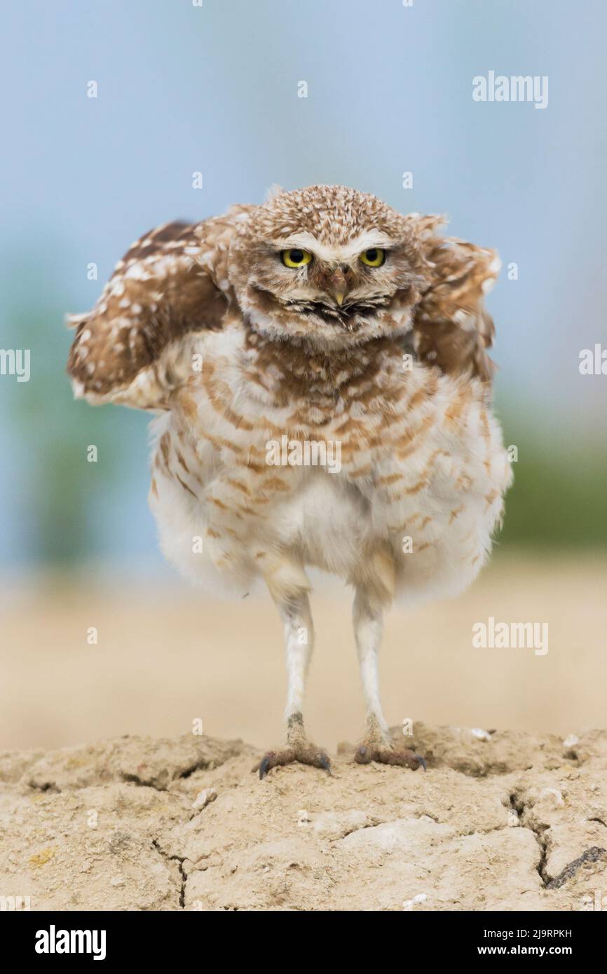 Fluffing hi-res stock photography and images - Alamy