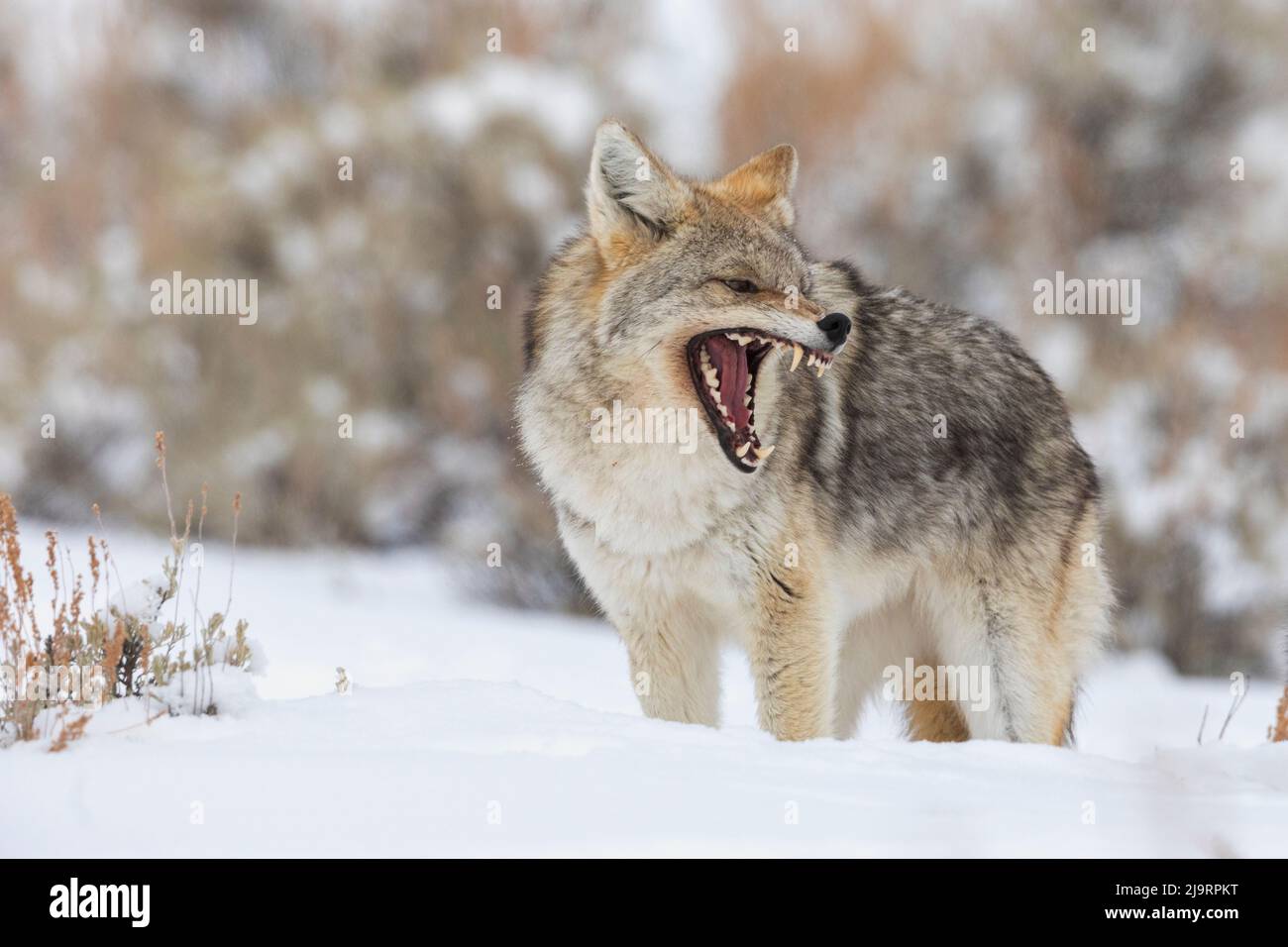 Coyote canis latrans snarling hi-res stock photography and images - Alamy