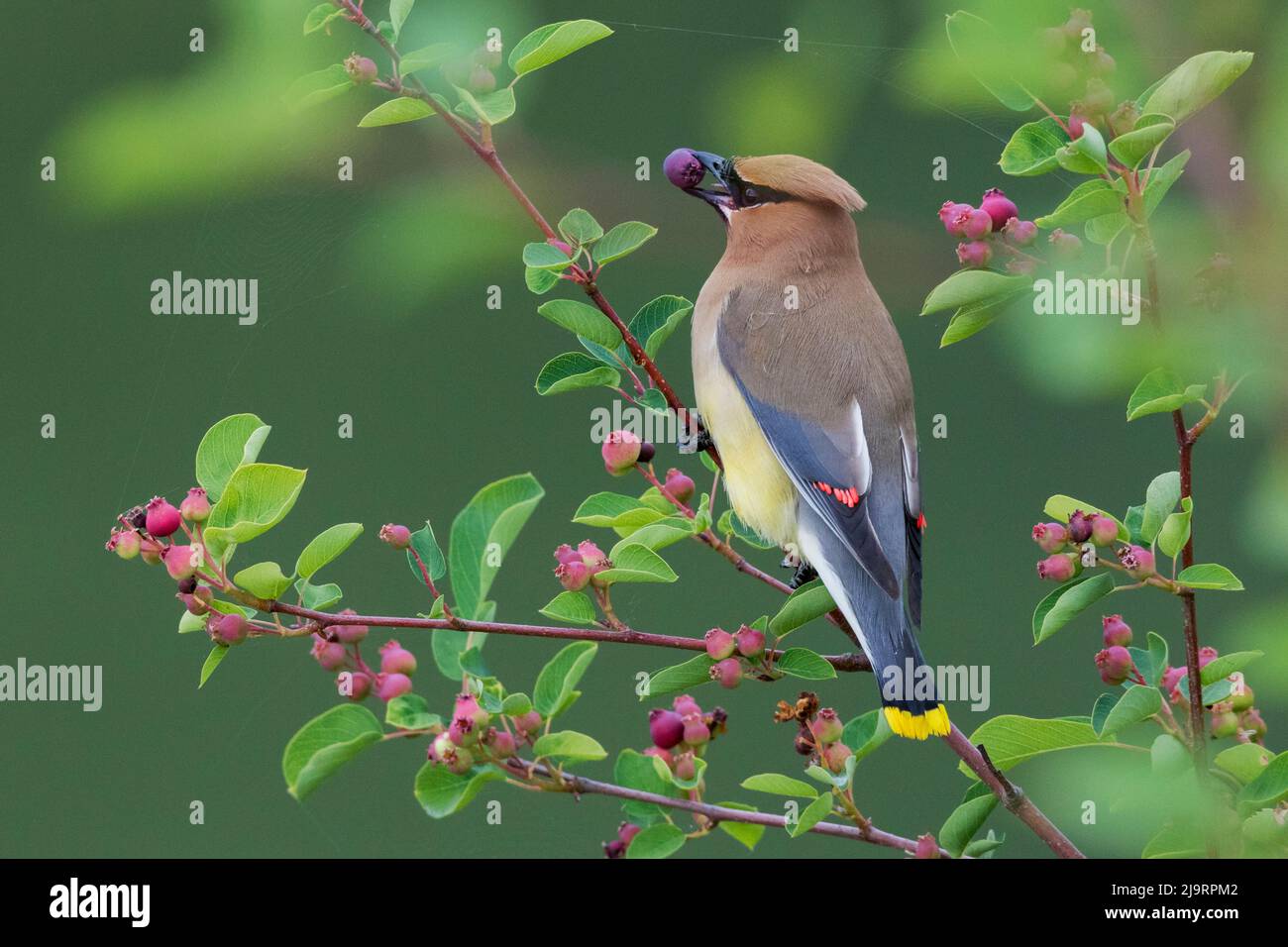 Cedar waxwing with berry Stock Photo - Alamy