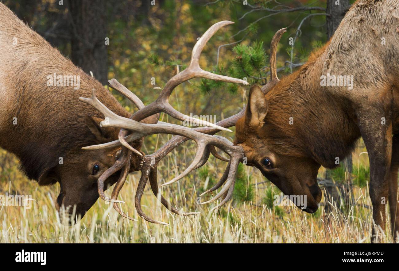 Rocky Mountain Elk, sparring bulls Stock Photo - Alamy