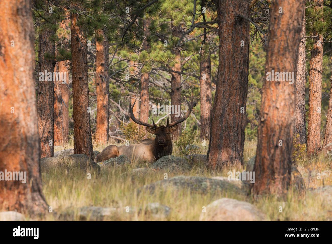 Bull elk resting in ponderosa pine forest Stock Photo - Alamy