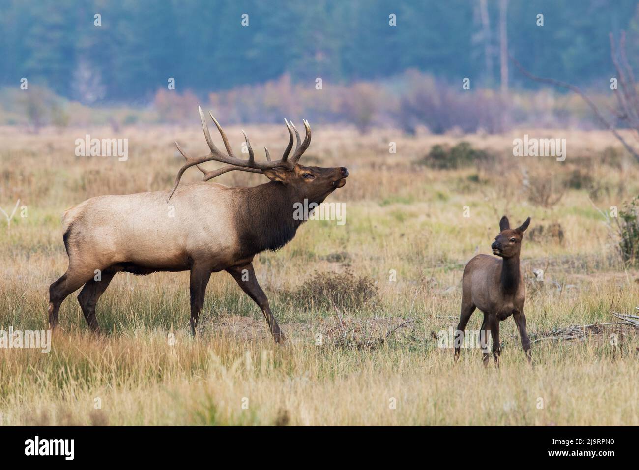 Bull elk approaching calf Stock Photo - Alamy