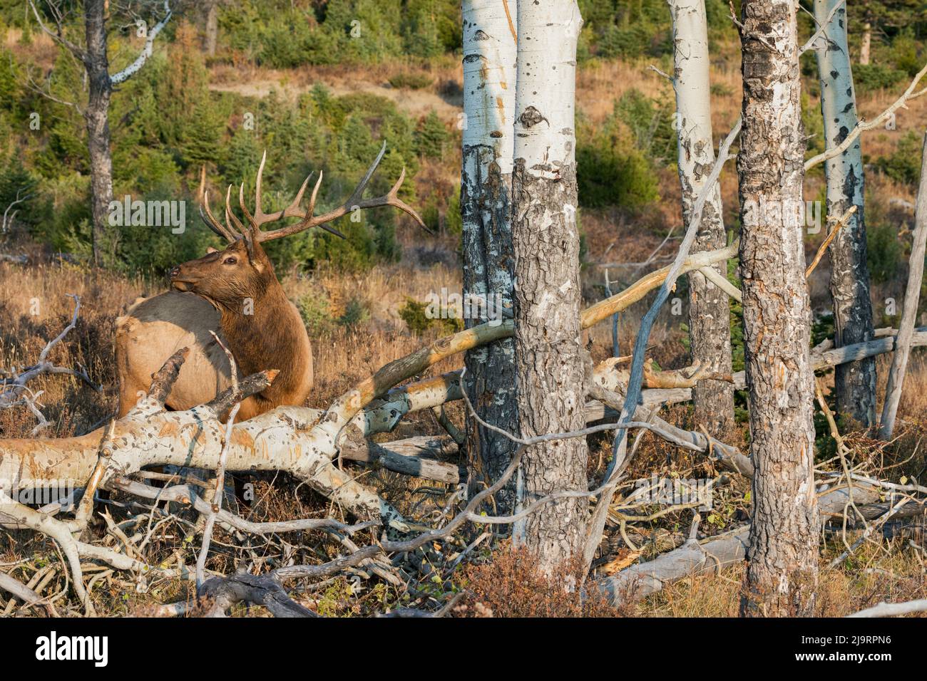 Elk aspen hi-res stock photography and images - Alamy
