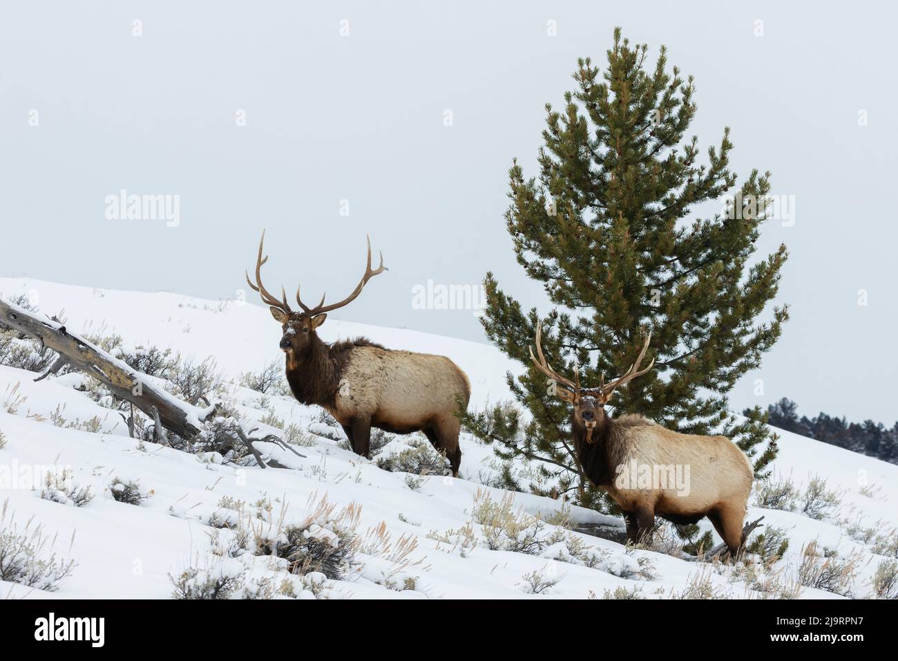 Bull elk winter hi-res stock photography and images - Alamy