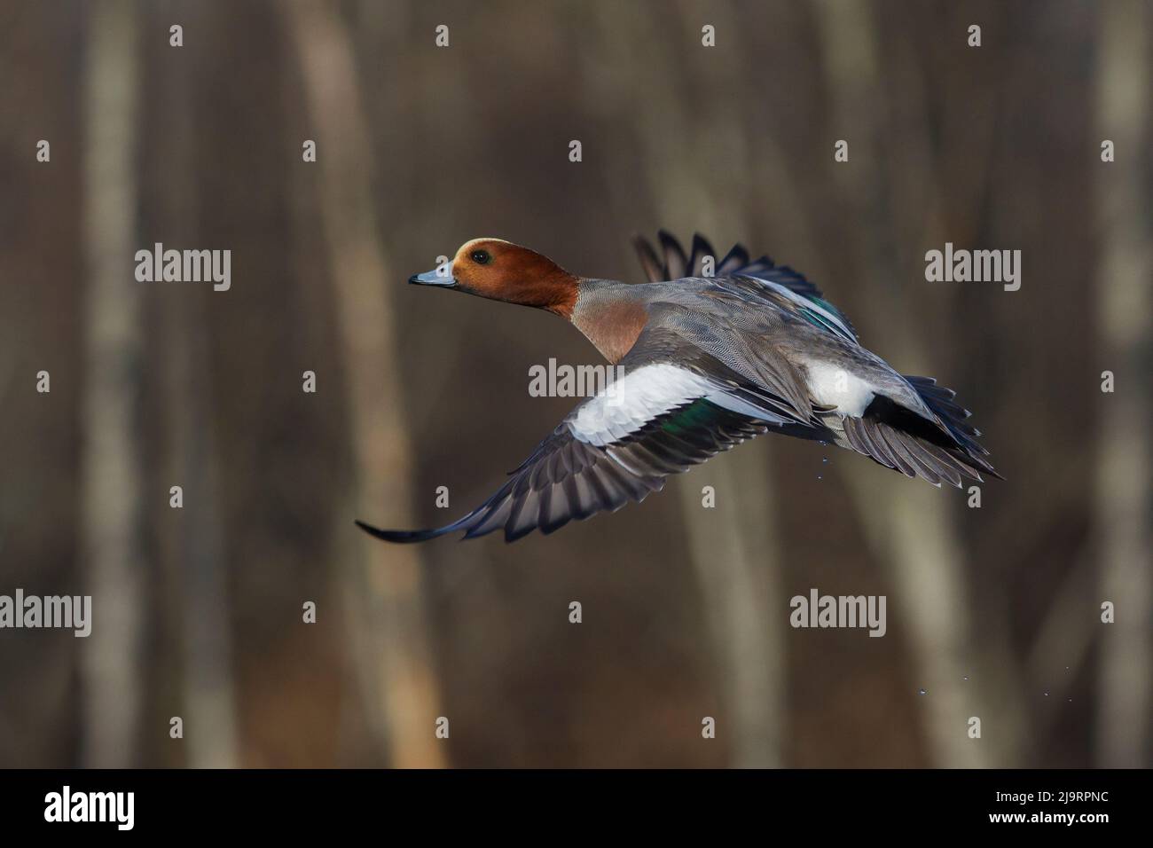 Wigeon flying hi-res stock photography and images - Alamy